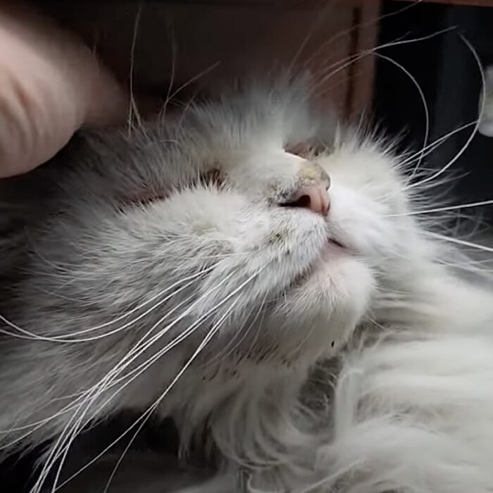 Badly Neglected Cat Transforms into a Queen After Long Recovery