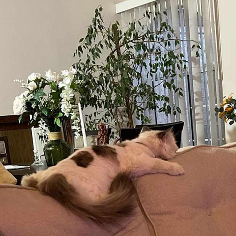 Badly Neglected Cat Transforms into a Queen After Long Recovery