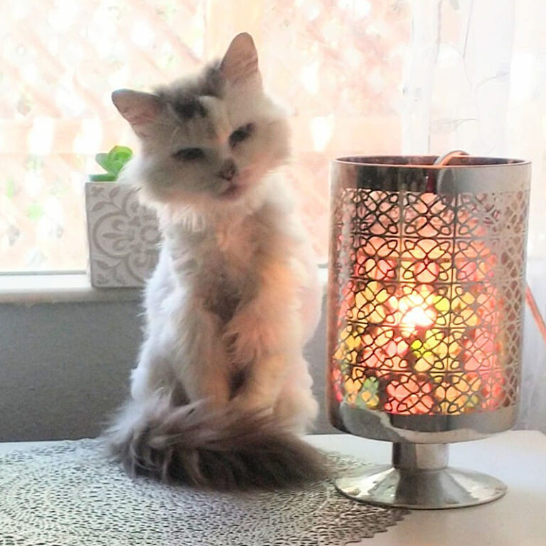 Badly Neglected Cat Transforms into a Queen After Long Recovery