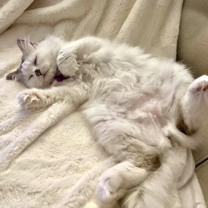 Badly Neglected Cat Transforms into a Queen After Long Recovery