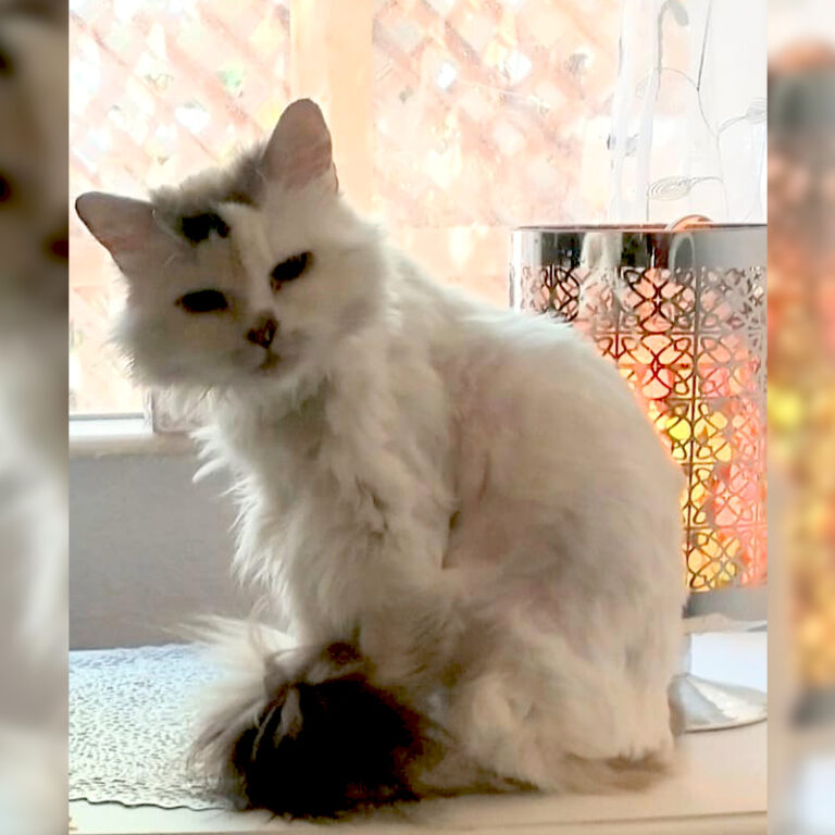 Badly Neglected Cat Transforms into a Queen After Long Recovery