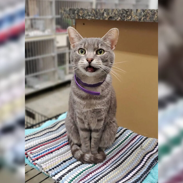 Cat Lived 9 Years in Shelter Until Smiling Viral Picture