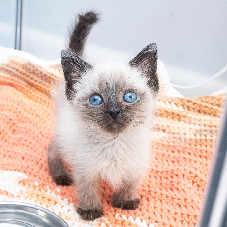 Loud Cries in the Forest Led to Two Fluffballs Covered in Tree Sap