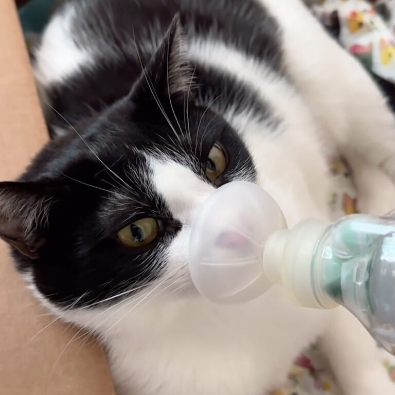 Cute Cat with Feline Asthma is Helping Everyone Breathe Easier