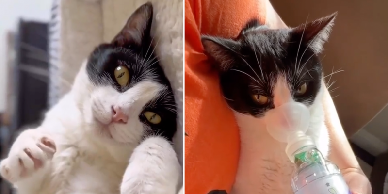 Cute Cat with Feline Asthma is Helping Everyone Breathe Easier
