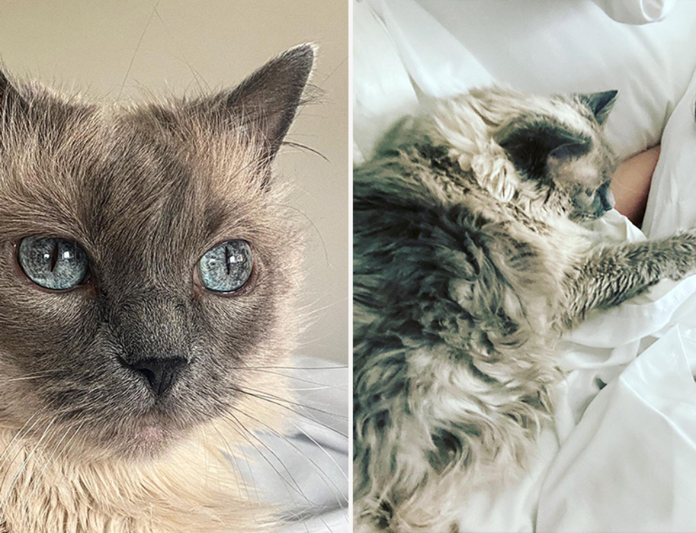 New Breed Of Big Cat Attacks: Urban Grandis Cattus! - Cole & Marmalade