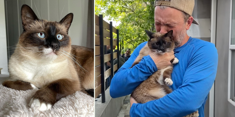 Family Shares Emotional Reunion with Maisie the Missing Cat