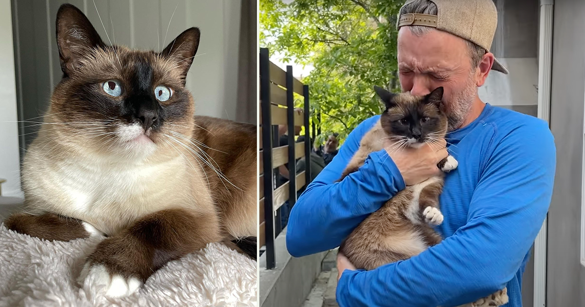 Family Shares Emotional Reunion with Maisie the Missing Cat