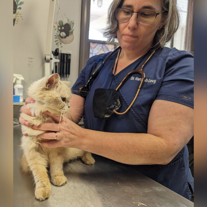 Waves of Lost Himalayan House Cats Keep Flooding into Maryland