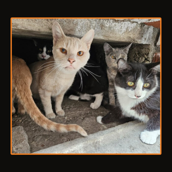 Real-Life Tale of Cats Abandoned in Cemetery Before Halloween