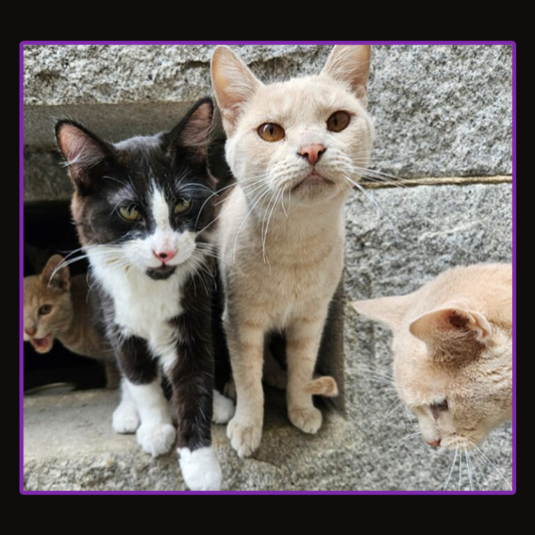 Real-Life Tale of Cats Abandoned in Cemetery Before Halloween