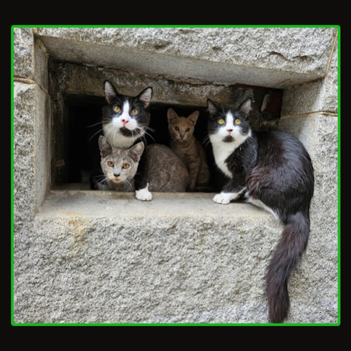 Real-Life Tale of Cats Abandoned in Cemetery Before Halloween