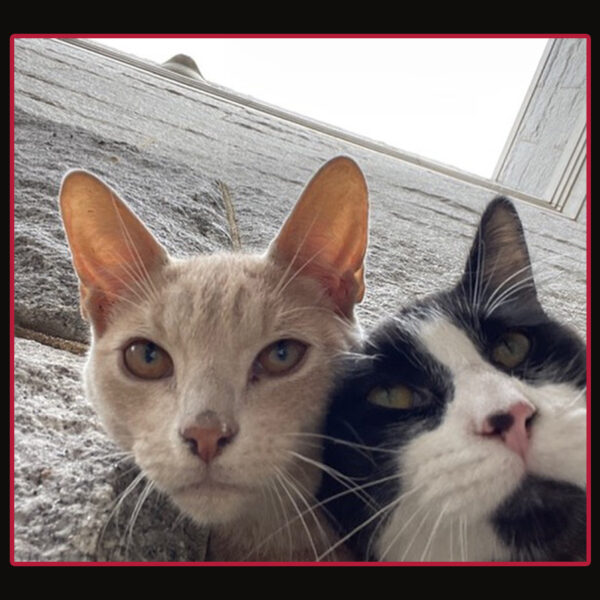 Real-Life Tale of Cats Abandoned in Cemetery Before Halloween