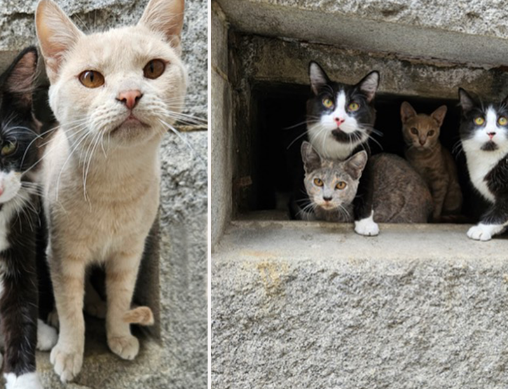 Simply Stunning Rare Big Cat Caught On Camera - Cole & Marmalade