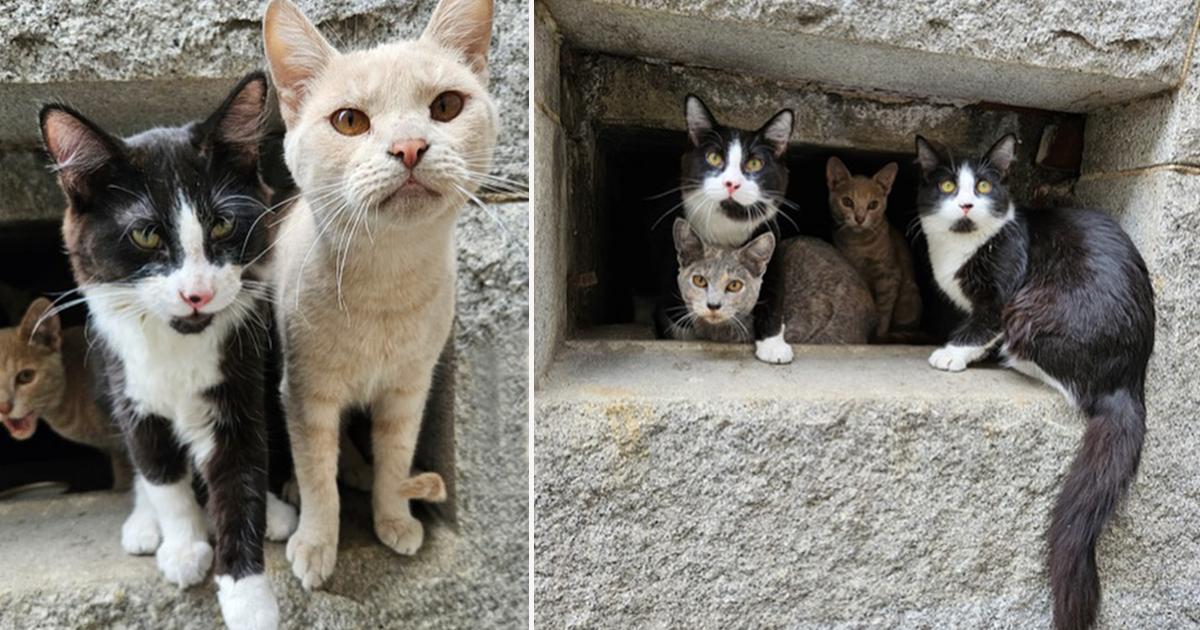 Real-Life Tale of Cats Abandoned in Cemetery Before Halloween