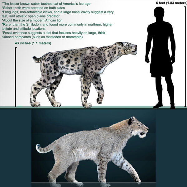 The Biggest, Baddest Prehistoric Cats that Hunted Giant Prey