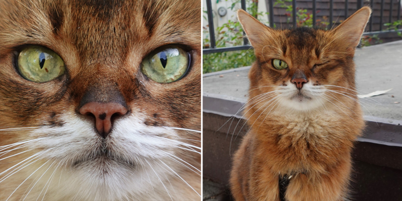 When a Cat's Eye Freckle Might Be More Than a Harmless Spot
