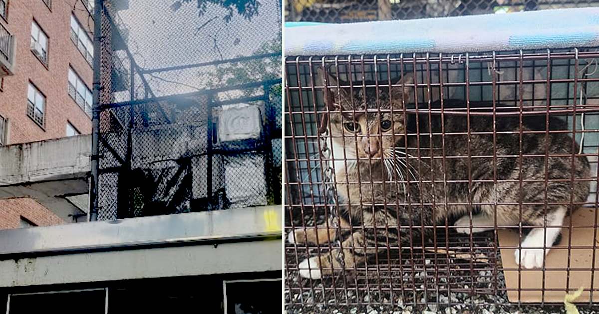 Rescuers Move Mountains to Save Cat Stuck Inside Hot AC Unit