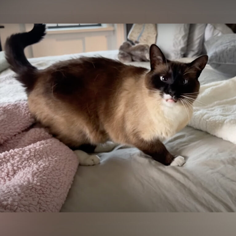 Family Shares Emotional Reunion with Maisie the Missing Cat