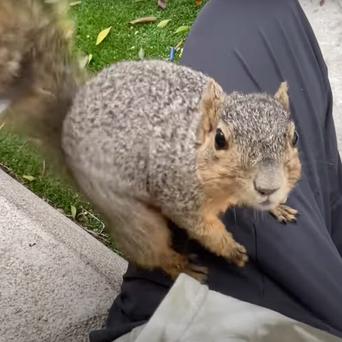 Family Shares Emotional Reunion with Maisie the Missing Cat