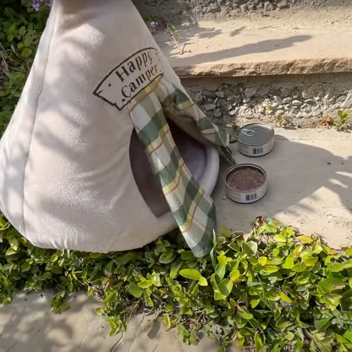 Family Shares Emotional Reunion with Maisie the Missing Cat