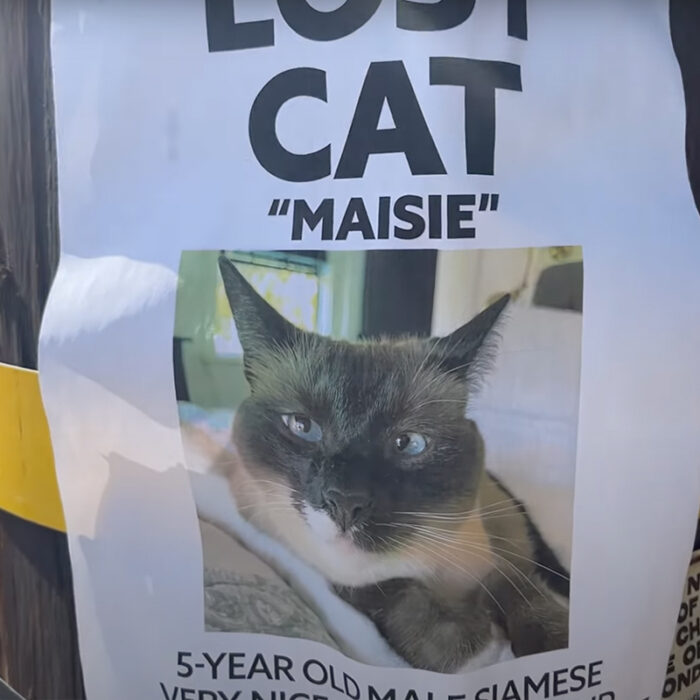 Family Shares Emotional Reunion with Maisie the Missing Cat