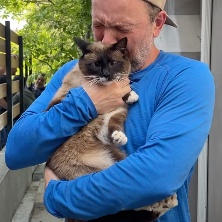 Family Shares Emotional Reunion with Maisie the Missing Cat