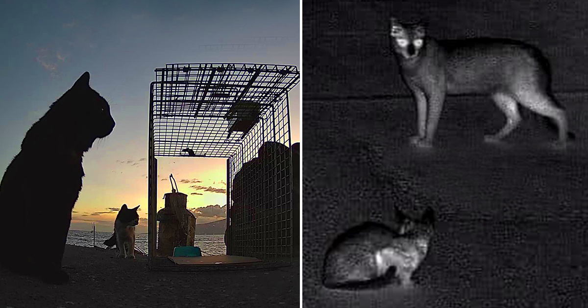 'Fire Cats' Heroes Travel to Maui and Save the Tiniest Survivor