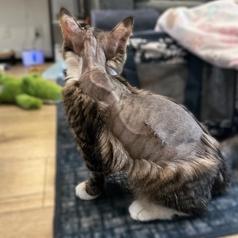 'Helmet Queen' Milly the Kitten Survives Incredible Brain Surgery