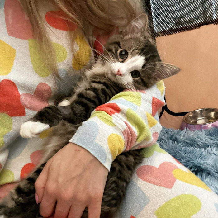 'Helmet Queen' Milly the Kitten Survives Incredible Brain Surgery