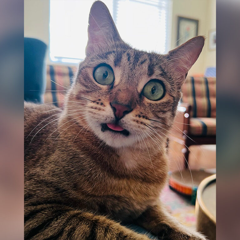 Foster Cat 'Purscilla, Queen of the Desert' Dreams of a Catio