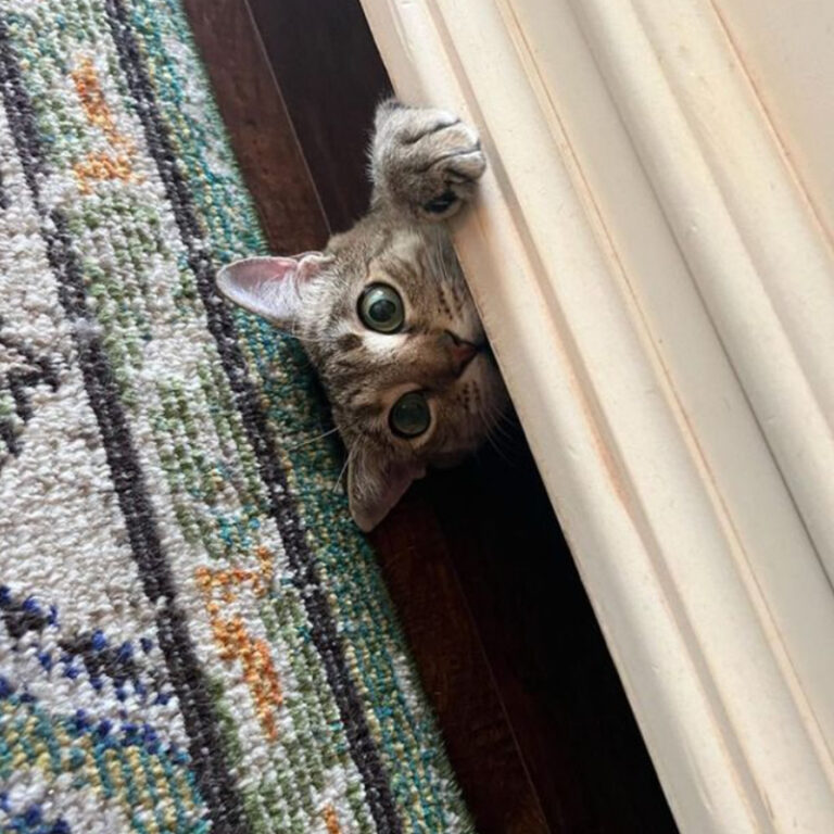 Foster Cat 'Purscilla, Queen of the Desert' Dreams of a Catio