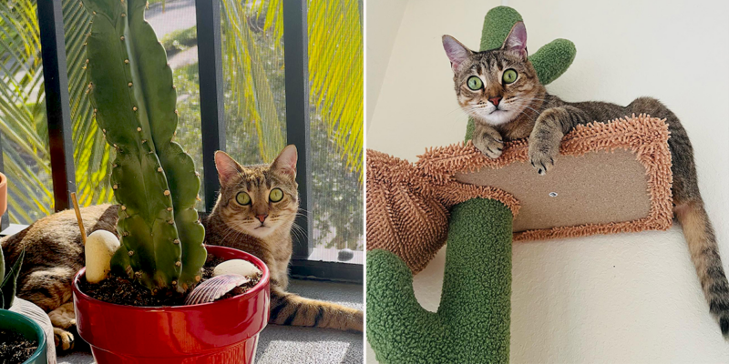 Foster Cat 'Purscilla, Queen of the Desert' Dreams of a Catio
