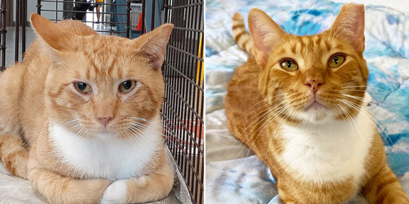 Shedding Even More Common Myths About Spaying and Neutering