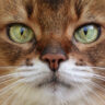 When a Cat's Eye Freckle Might Be More Than a Harmless Spot