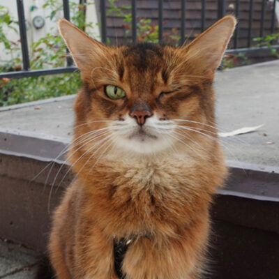 When a Cat's Eye Freckle Might Be More Than a Harmless Spot