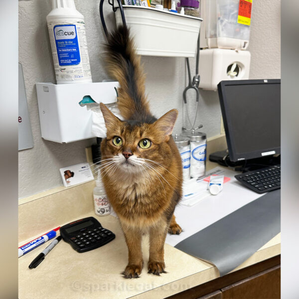 When a Cat's Eye Freckle Might Be More Than a Harmless Spot