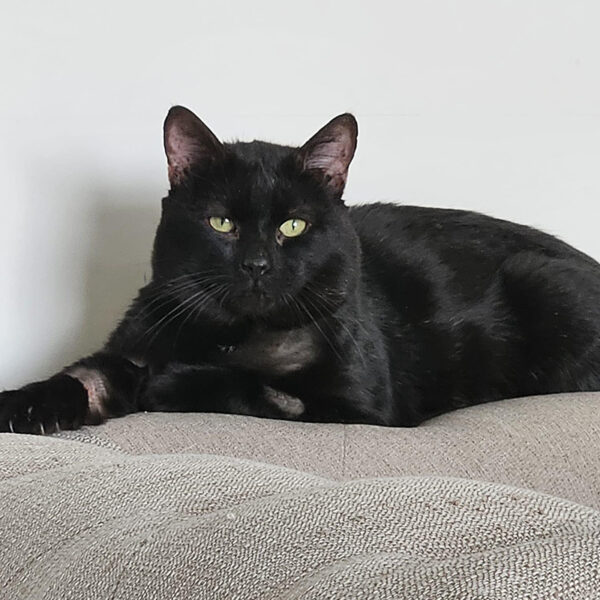How Sylvester the Cat's Story of Survival Could Save Other Pets