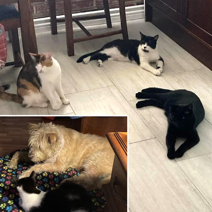 Litter of Kittens with Unclear Future are Happily Adopted Together