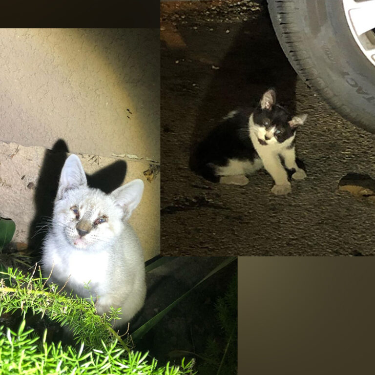 Litter of Kittens with Unclear Future are Happily Adopted Together