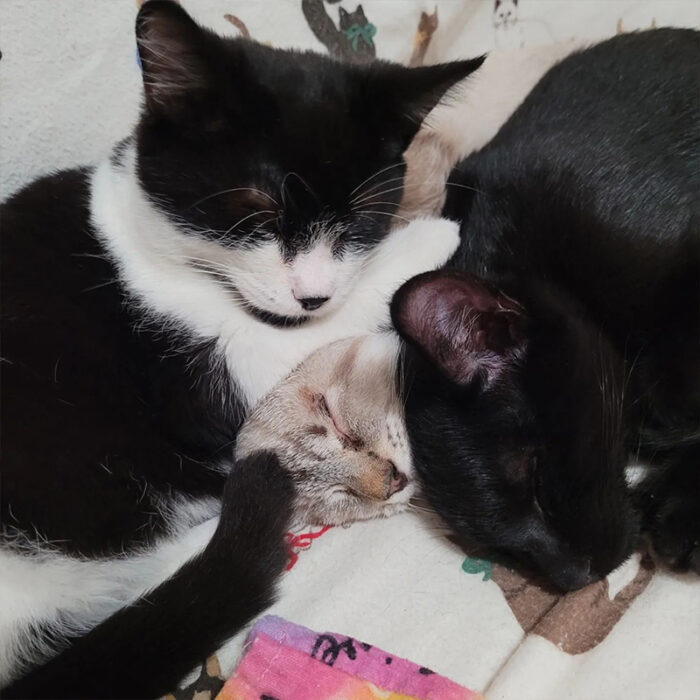 Litter of Kittens with Unclear Future are Happily Adopted Together