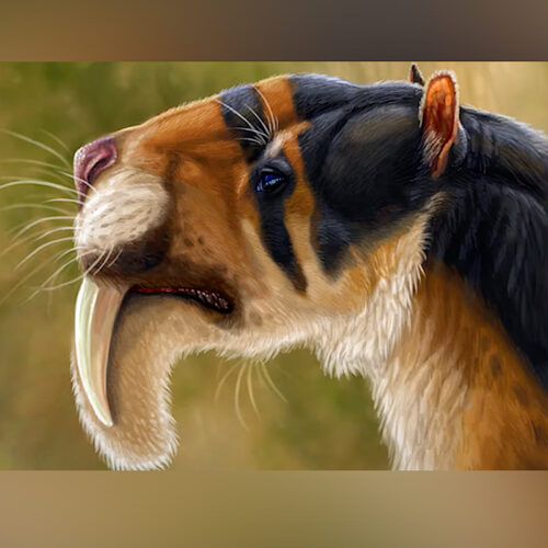 The Biggest, Baddest Prehistoric Cats that Hunted Giant Prey