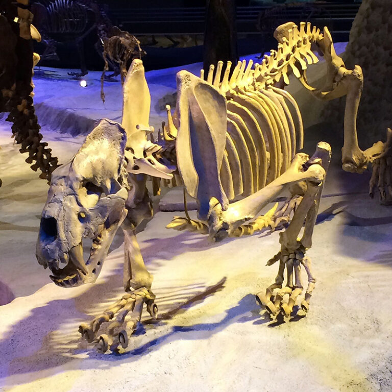 The Biggest, Baddest Prehistoric Cats that Hunted Giant Prey