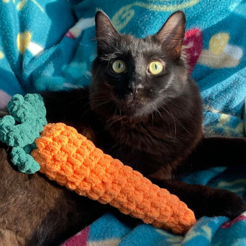 How to Help Kittens Chew Their Way Through the Teething Period