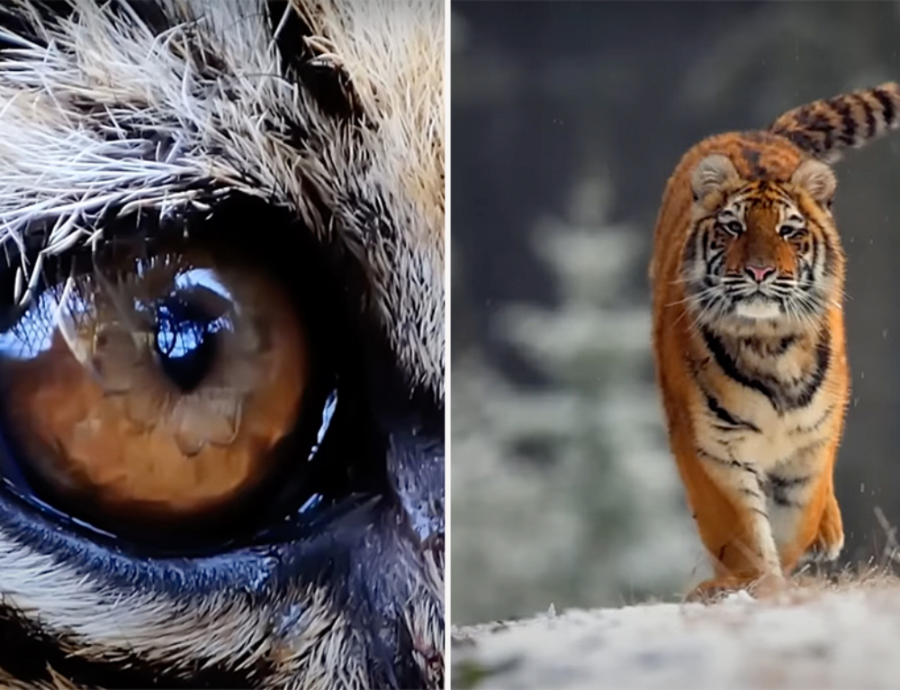 Man Captures "Rare" Lynx Right In His Own Backyard! - Cole & Marmalade
