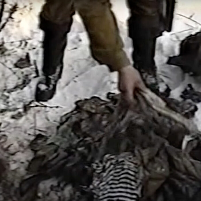 Amur Tiger Turns the Tables on a Poacher in a Russian Forest