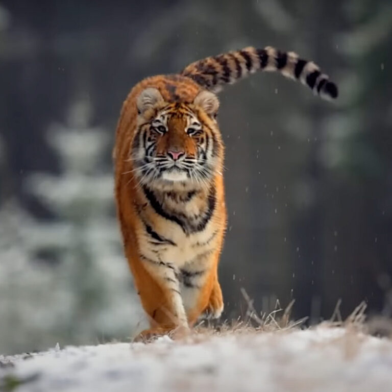 Amur Tiger Turns the Tables on a Poacher in a Russian Forest