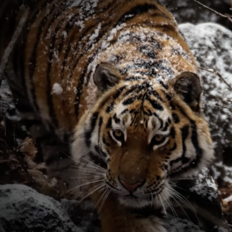 Amur Tiger Turns the Tables on a Poacher in a Russian Forest