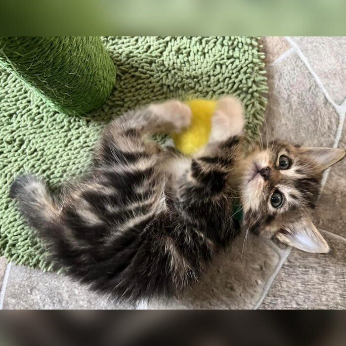 Here Come the Sun With a Bouquet of Beatles Kittens