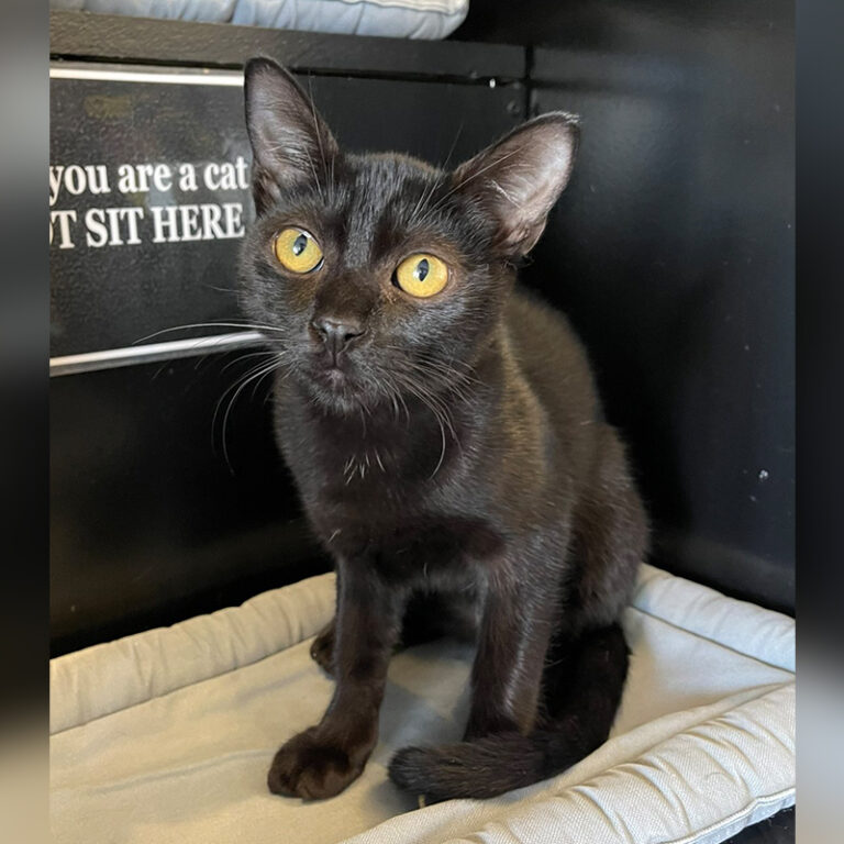 The Adventures of 'Popeye and Cole' from an Island to Chicago